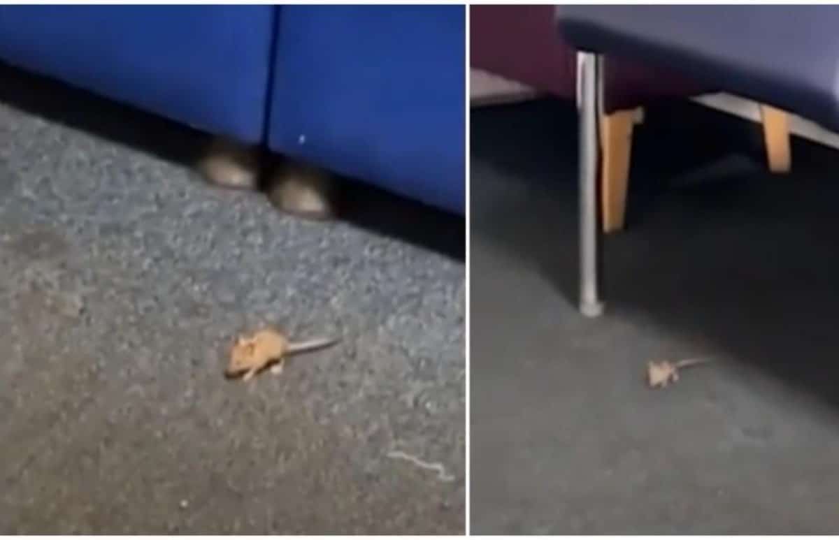 Ryanair : invasion de souris à l’aéroport de Manchester (vidéo)